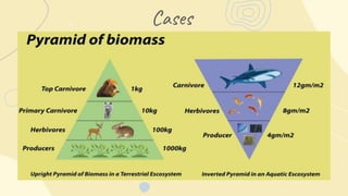 Ecosystem – Biomass, Succession | PPTX