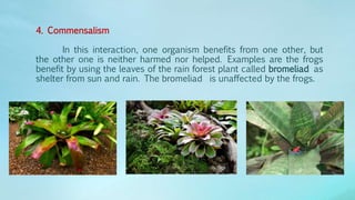 ECOSYSTEM.pptx