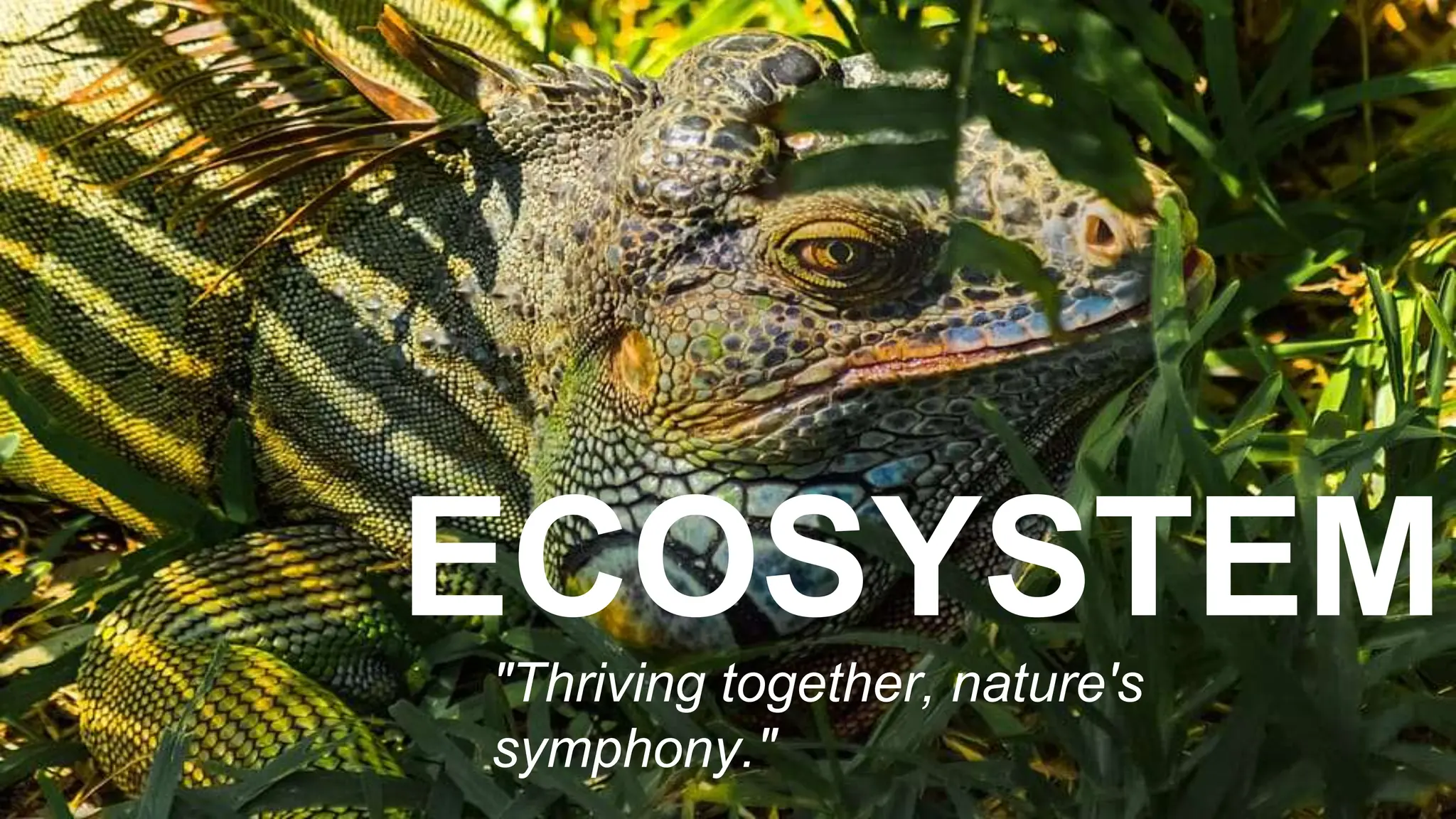 ECOSYSTEM,ENVIRONMENT,FOOD CHAIN,FOOD WEB | PPTX