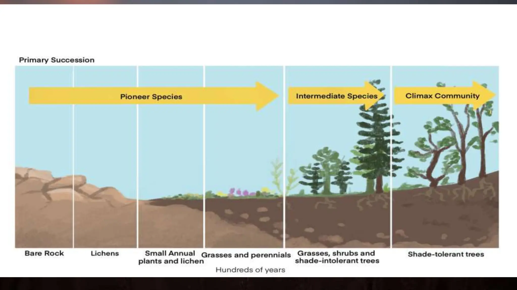ECOSYSTEM,ENVIRONMENT,FOOD CHAIN,FOOD WEB | PPTX