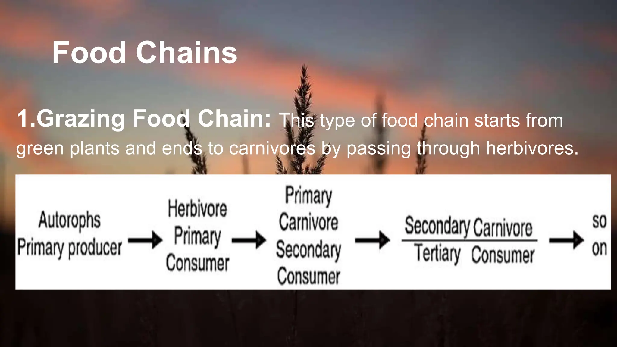 ECOSYSTEM,ENVIRONMENT,FOOD CHAIN,FOOD WEB | PPTX