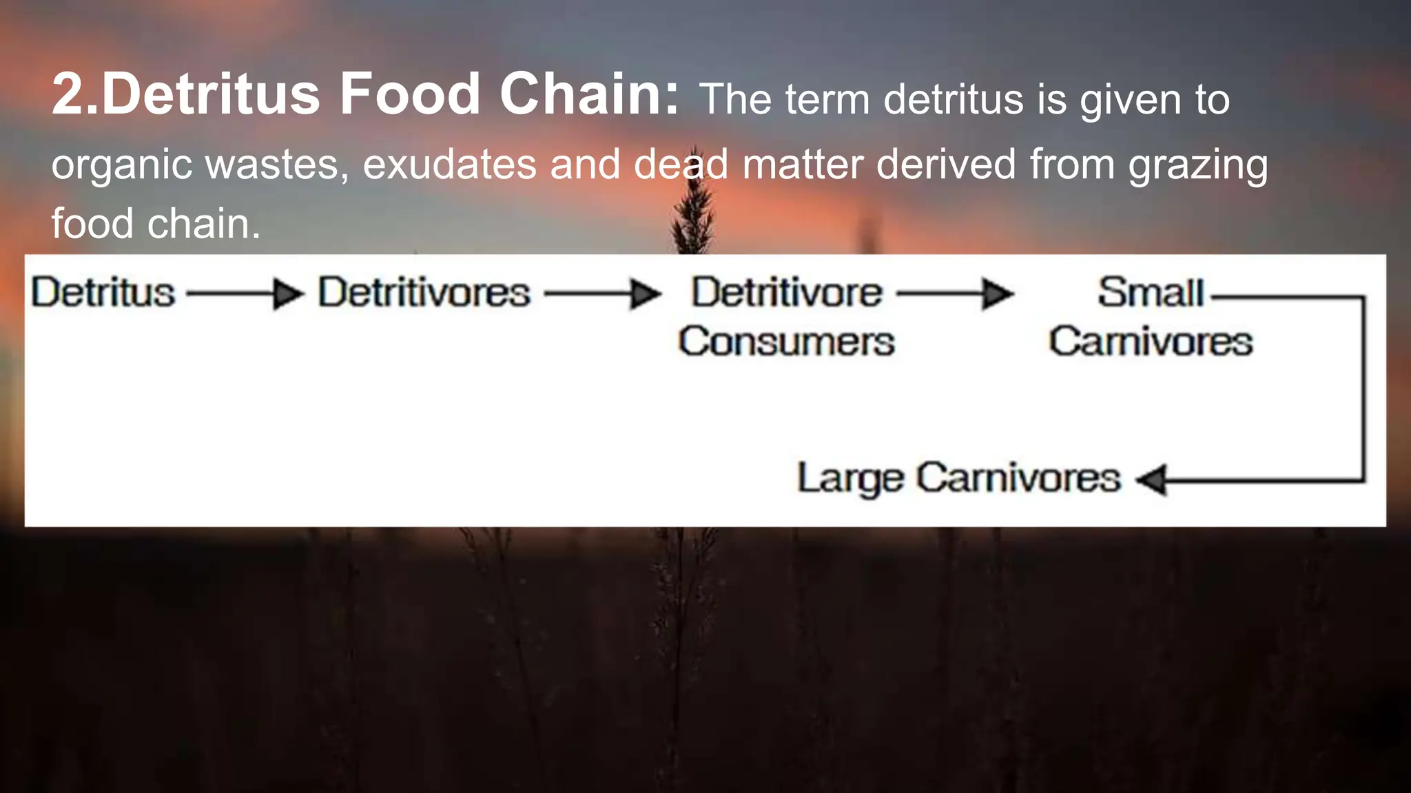 ECOSYSTEM,ENVIRONMENT,FOOD CHAIN,FOOD WEB | PPTX