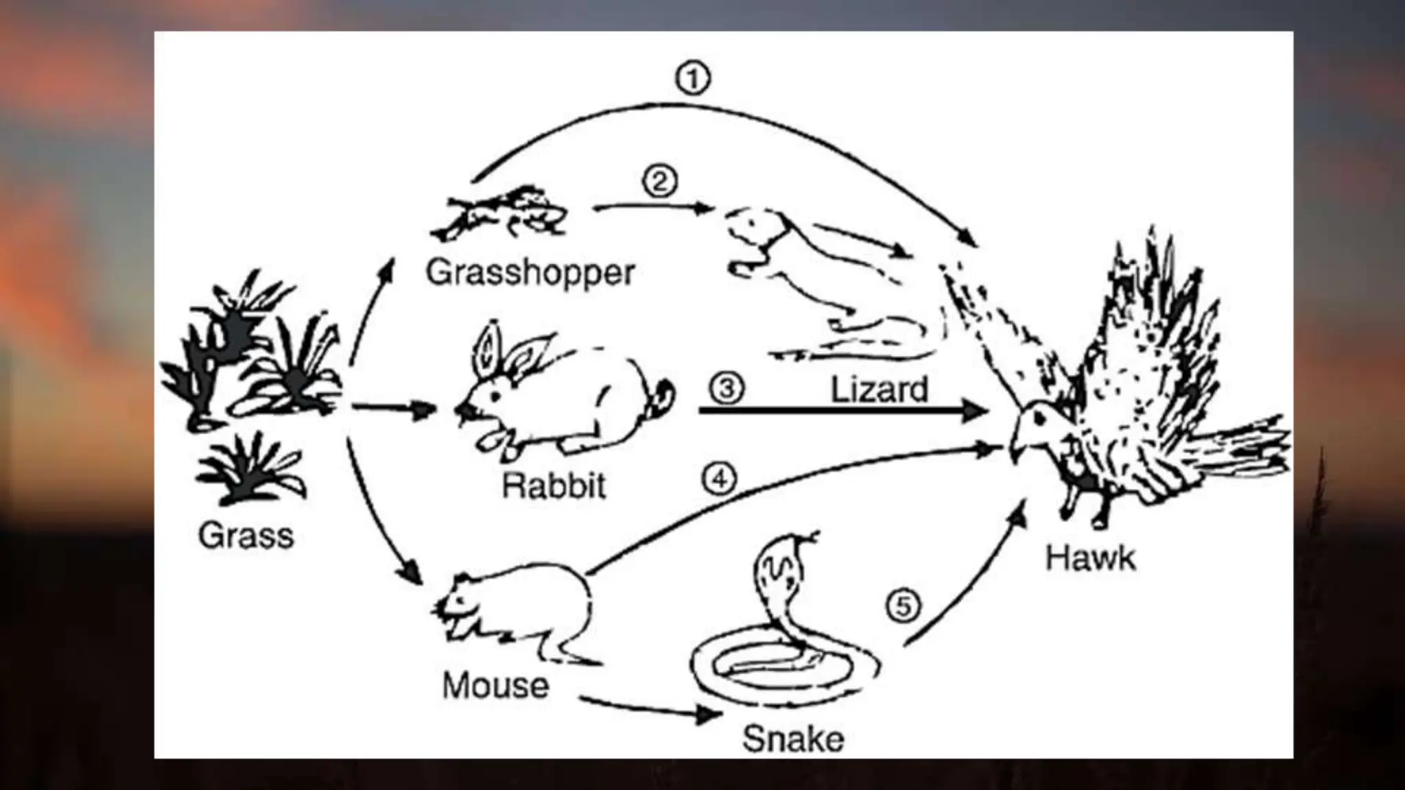 ECOSYSTEM,ENVIRONMENT,FOOD CHAIN,FOOD WEB | PPTX