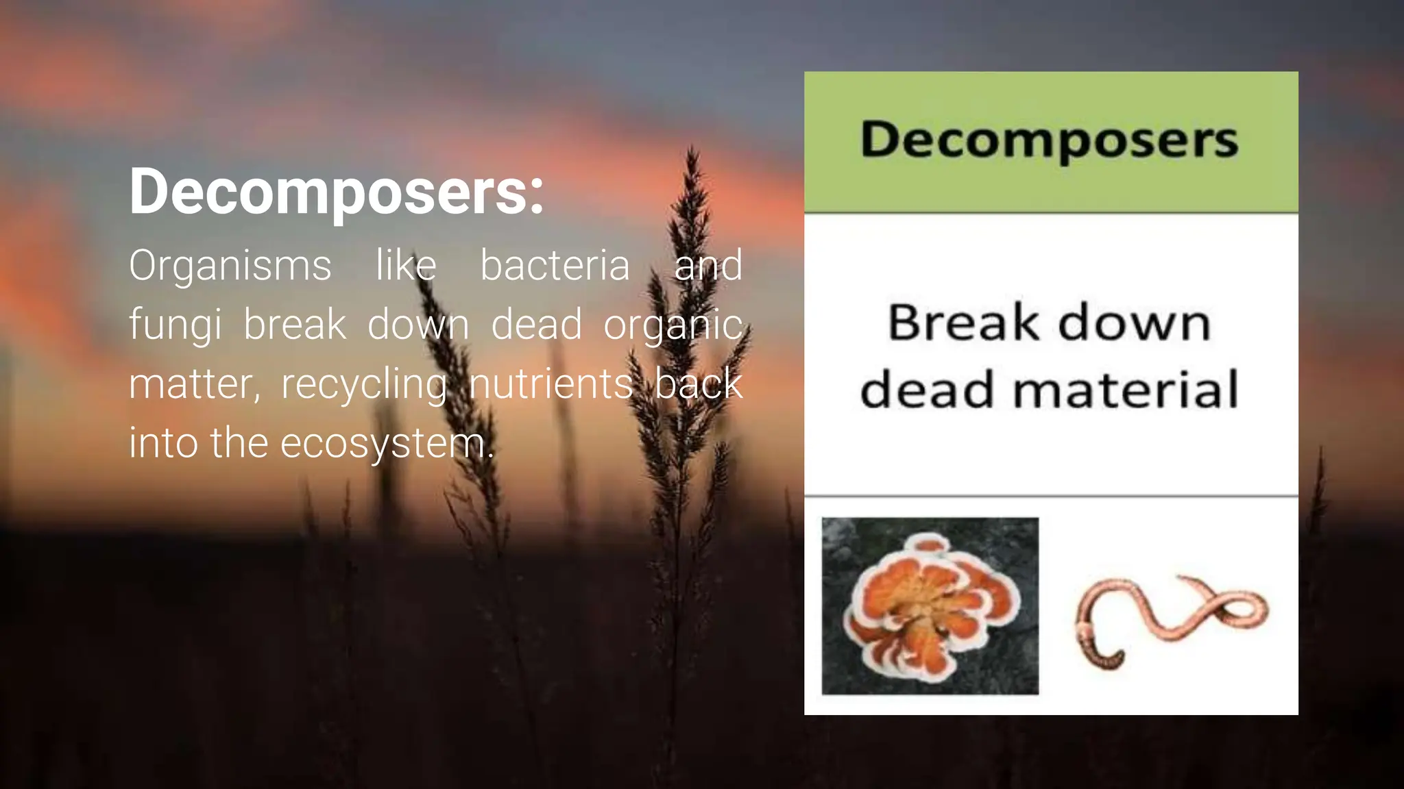ECOSYSTEM,ENVIRONMENT,FOOD CHAIN,FOOD WEB | PPTX