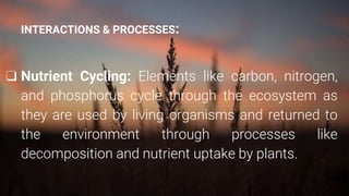 ECOSYSTEM,ENVIRONMENT,FOOD CHAIN,FOOD WEB | PPTX