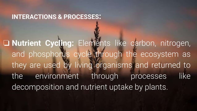 ECOSYSTEM,ENVIRONMENT,FOOD CHAIN,FOOD WEB | PPT