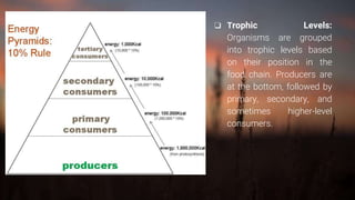 ECOSYSTEM,ENVIRONMENT,FOOD CHAIN,FOOD WEB | PPTX