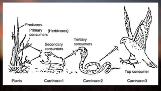 ECOSYSTEM,ENVIRONMENT,FOOD CHAIN,FOOD WEB | PPTX