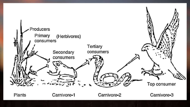 ECOSYSTEM,ENVIRONMENT,FOOD CHAIN,FOOD WEB | PPT