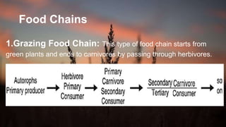 ECOSYSTEM,ENVIRONMENT,FOOD CHAIN,FOOD WEB | PPTX