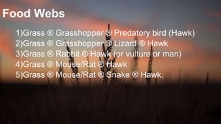 ECOSYSTEM,ENVIRONMENT,FOOD CHAIN,FOOD WEB | PPTX