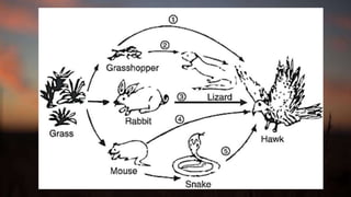 ECOSYSTEM,ENVIRONMENT,FOOD CHAIN,FOOD WEB | PPTX