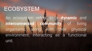 ECOSYSTEM,ENVIRONMENT,FOOD CHAIN,FOOD WEB | PPTX