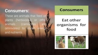 ECOSYSTEM,ENVIRONMENT,FOOD CHAIN,FOOD WEB | PPTX