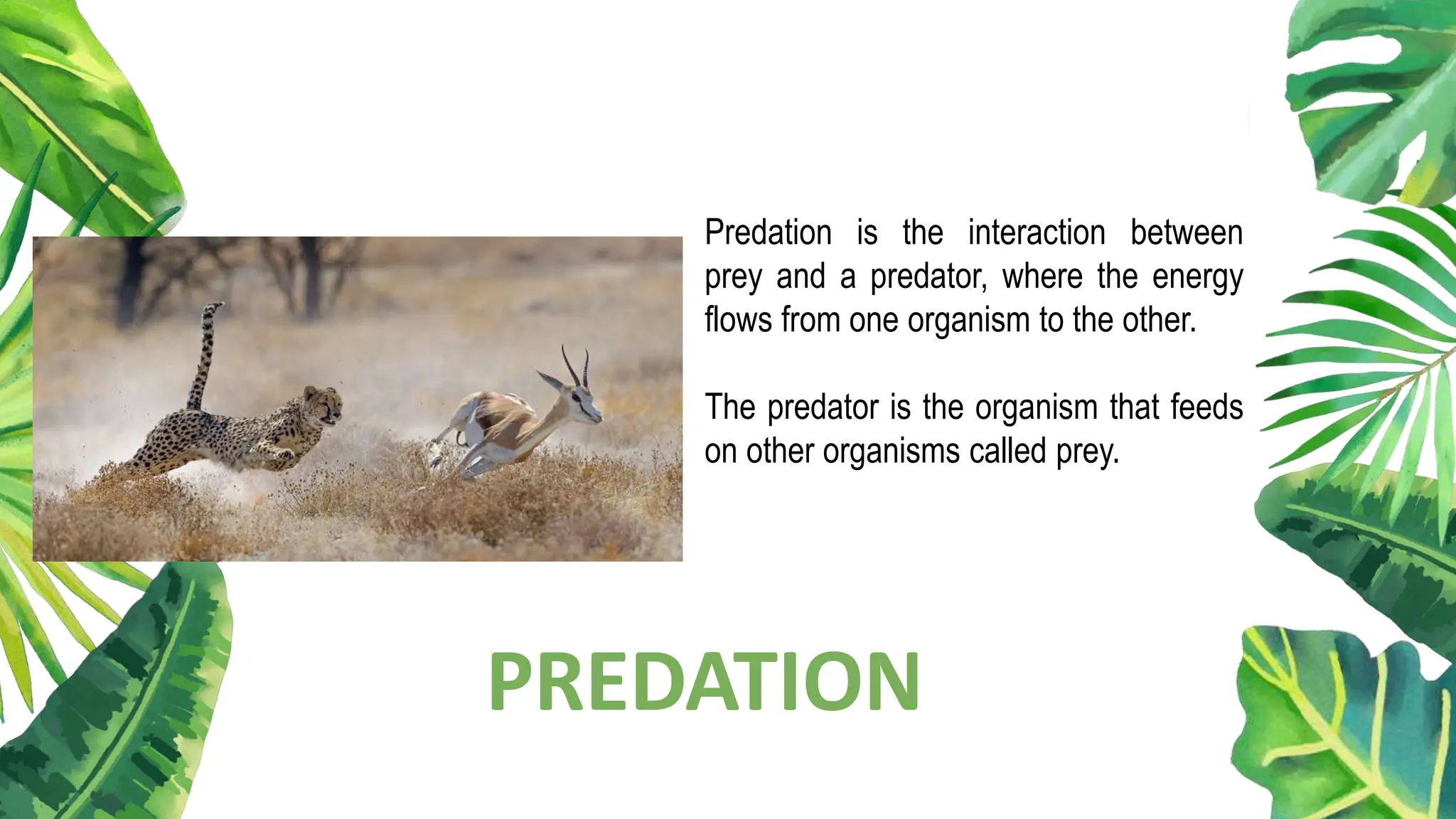 Ecosystem and the environment symbiont relationship | PPT
