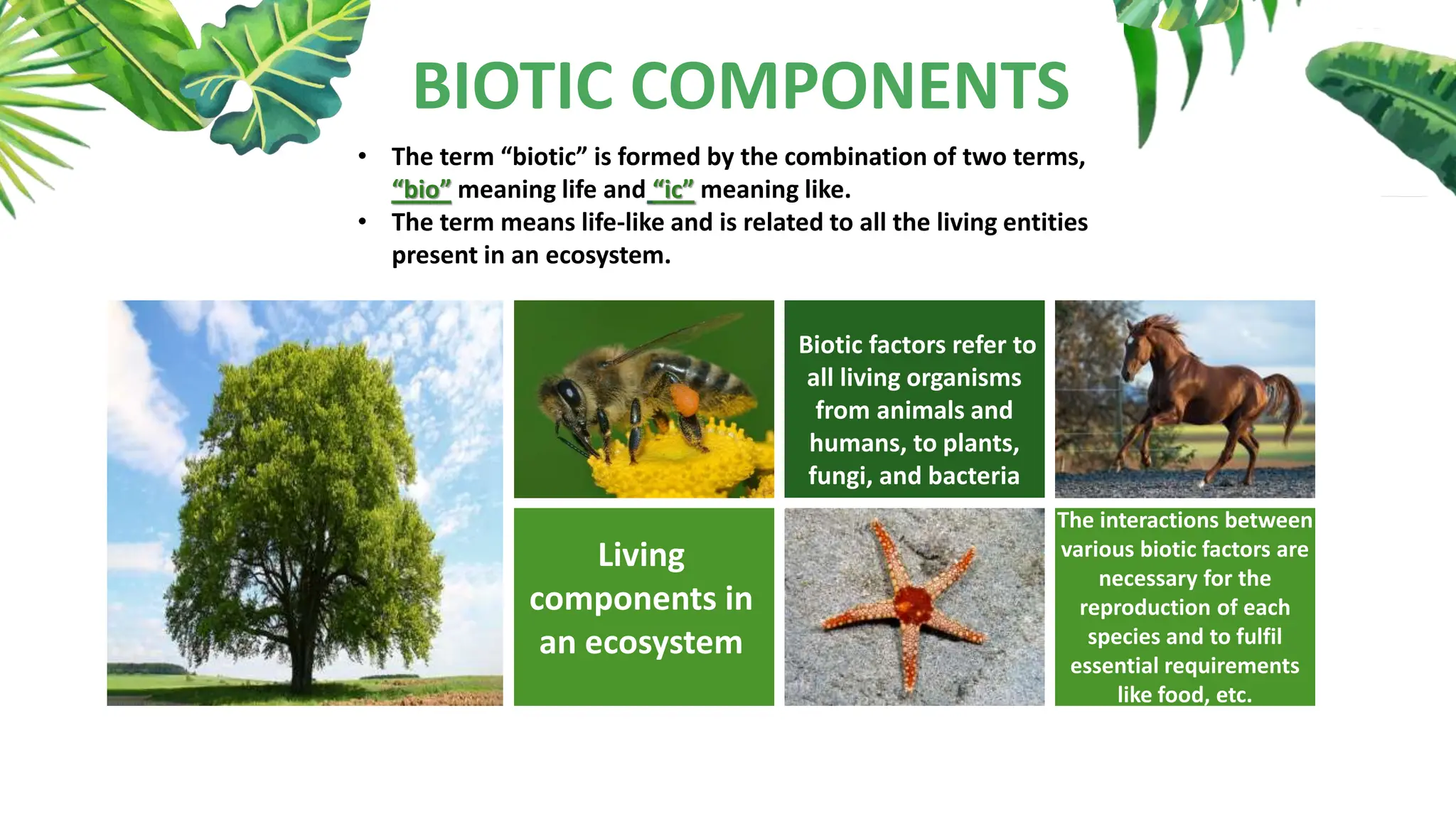 Ecosystem and the environment symbiont relationship | PPT