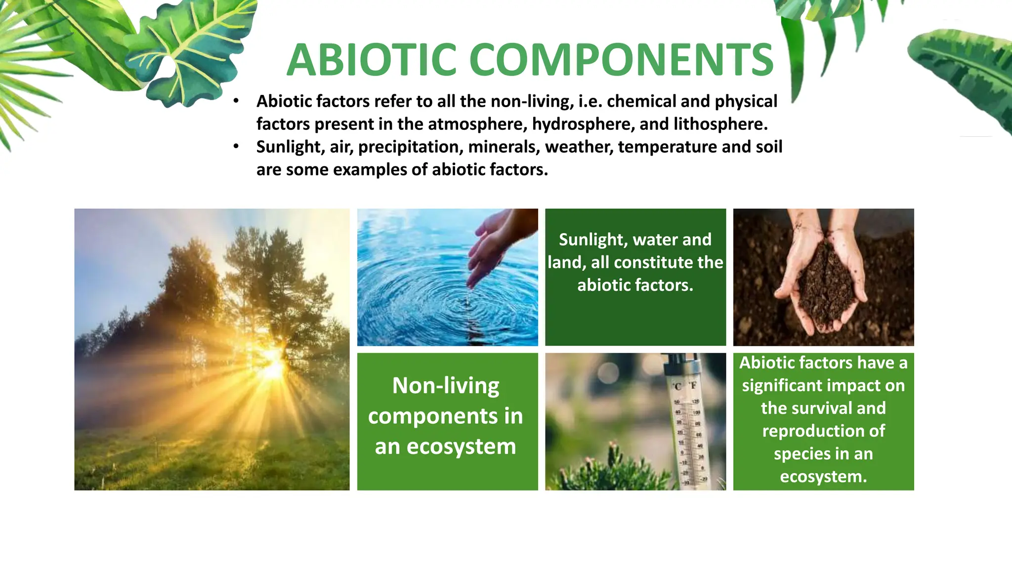 Ecosystem and the environment symbiont relationship | PPT