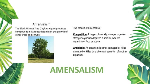 Ecosystem and the environment symbiont relationship | PPT