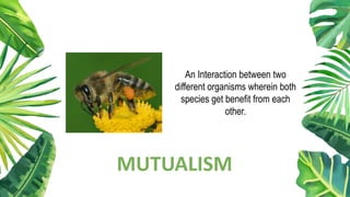 Ecosystem and the environment symbiont relationship | PPT