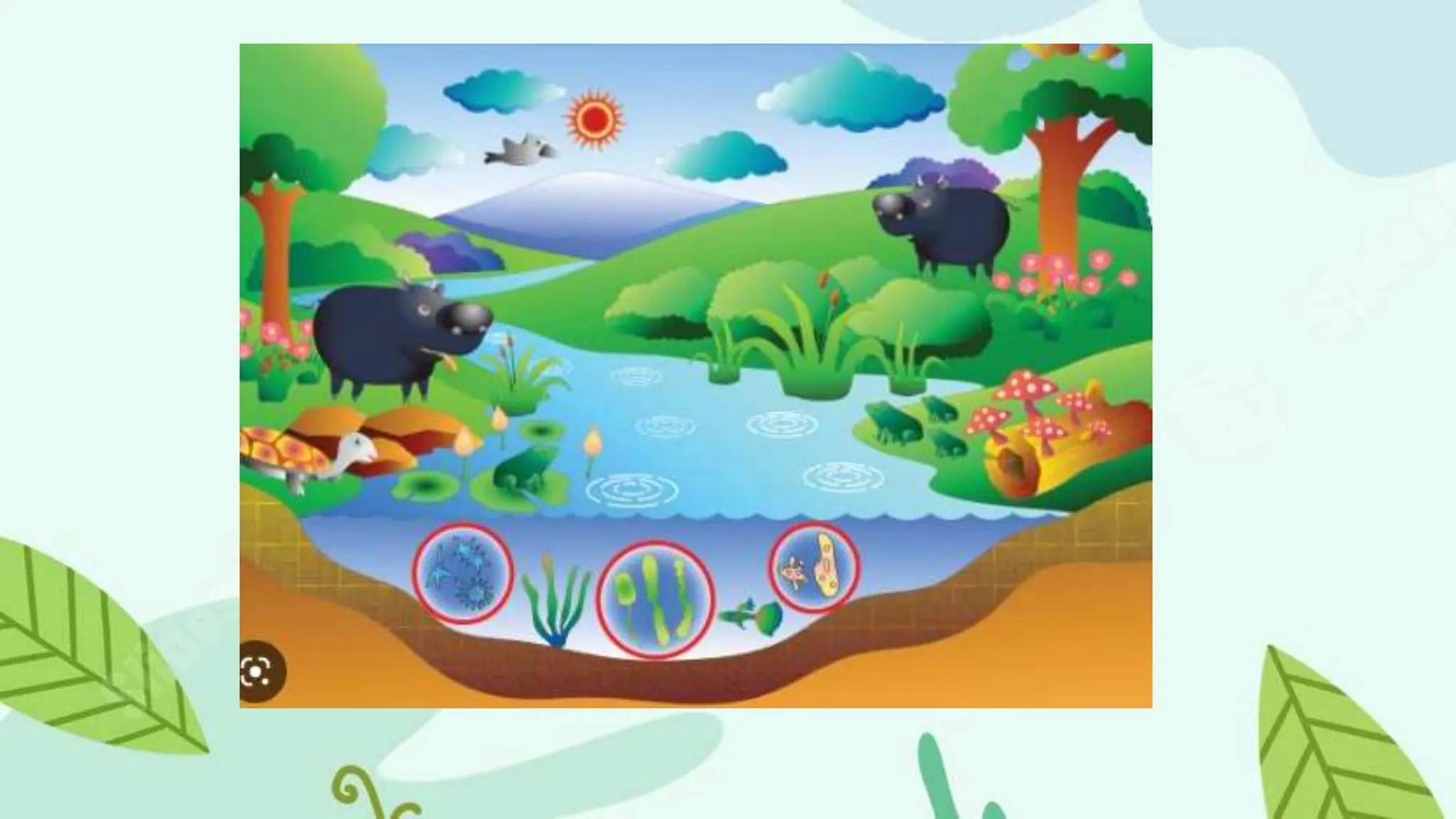 ECOSYSTEM - vocabulary and description.pptx