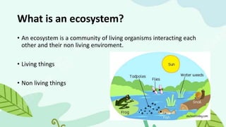ECOSYSTEM - vocabulary and description.pptx