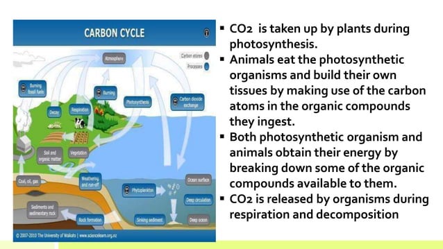 ecosystem based on real live creatures and sorroundings | PPT