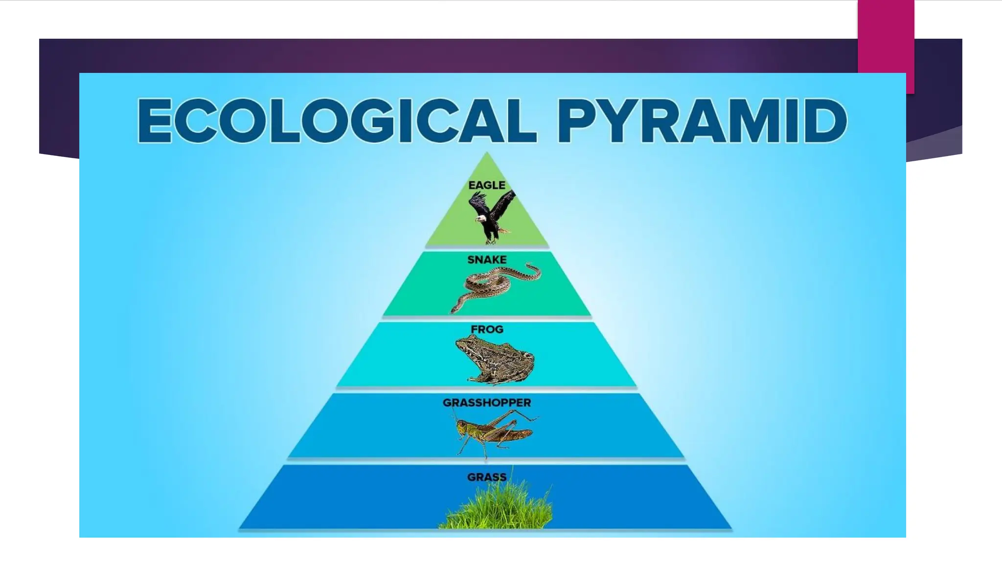 A slideshow on the meaning, types and components of an Ecosystem. | PDF