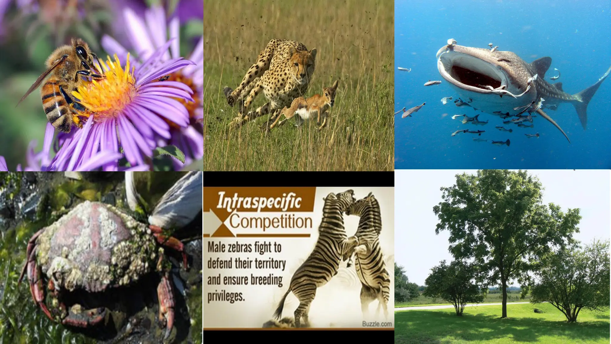 A slideshow on the meaning, types and components of an Ecosystem. | PDF