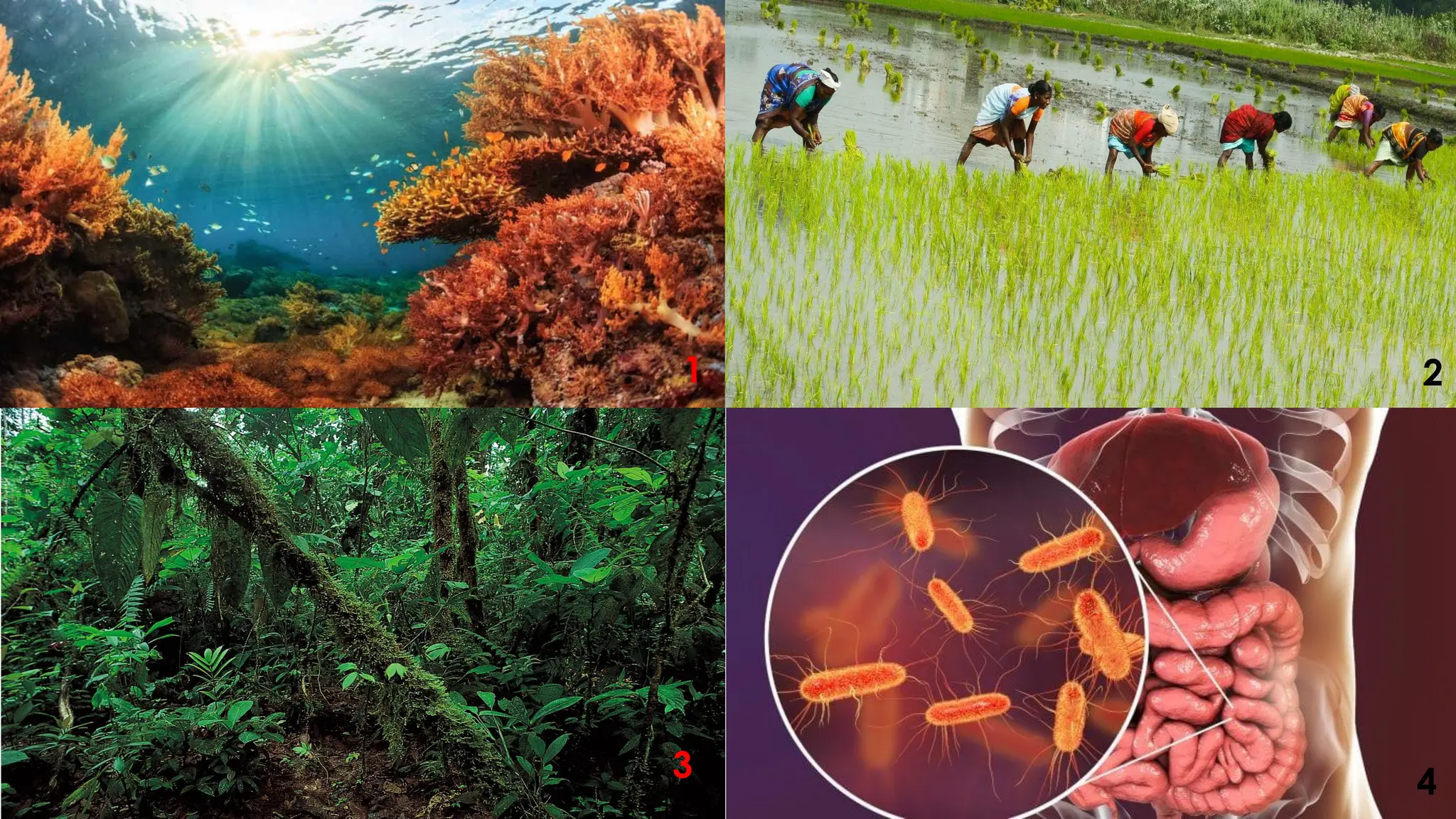 A slideshow on the meaning, types and components of an Ecosystem. | PDF