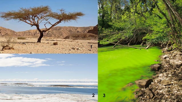 A slideshow on the meaning, types and components of an Ecosystem. | PDF ...