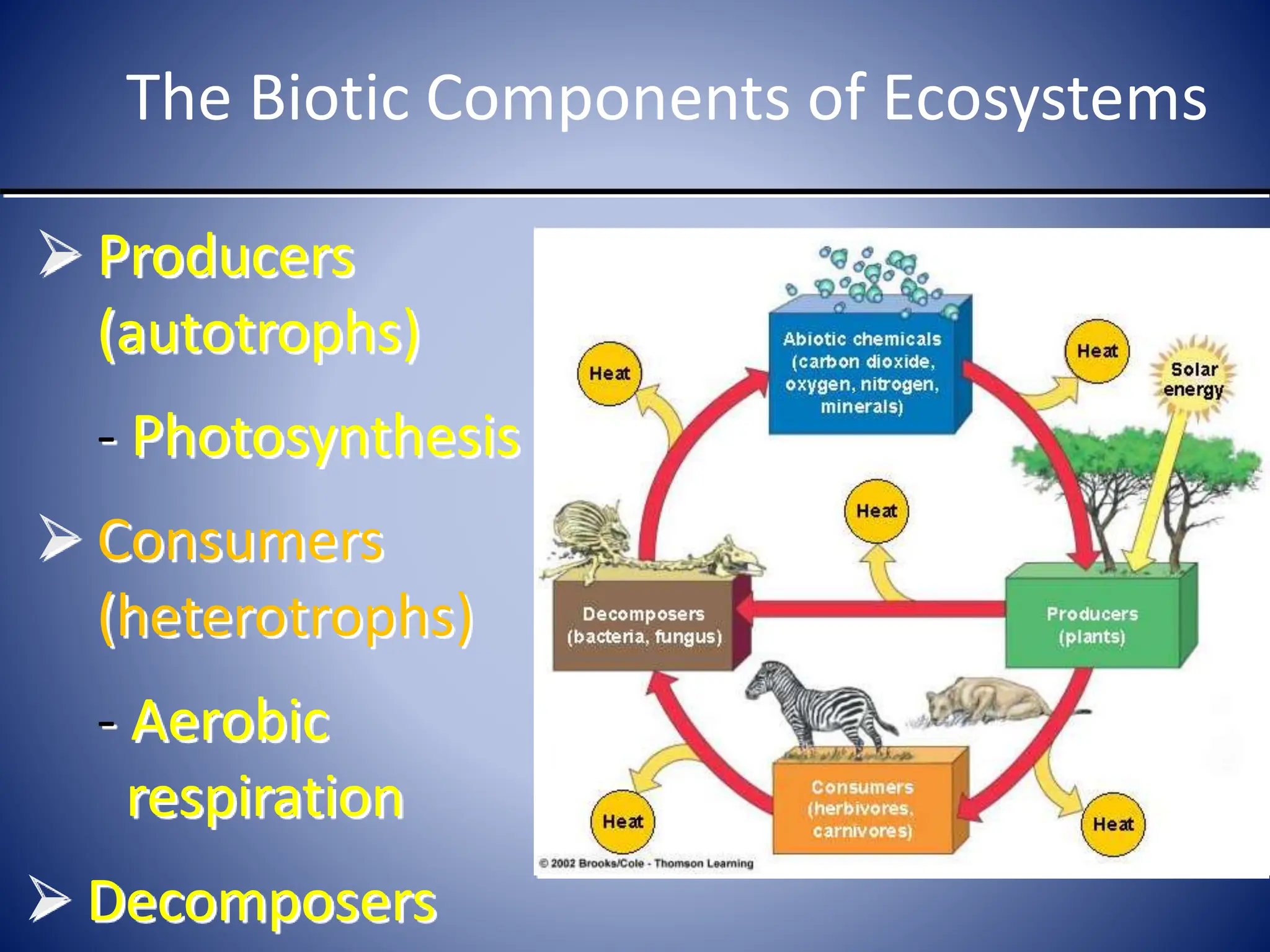 Ecosystem Ecosystem Ecosystem 1Ecosystem | PPT