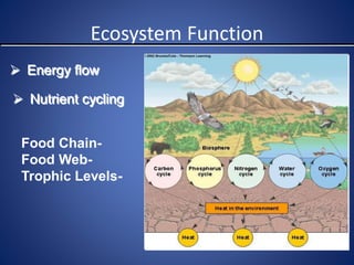 Ecosystem Ecosystem Ecosystem 1Ecosystem | PPT