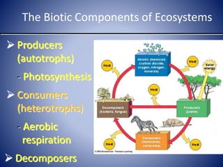 Ecosystem Ecosystem Ecosystem 1Ecosystem | PPT