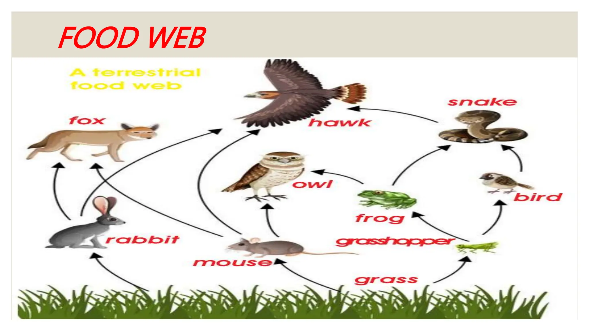 ECOSYSTEM, FOOD CHAIN, INTERACTIONS.pptx