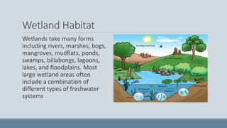 Ecosystem(Types of Ecosystem in natural habitat) | PPT