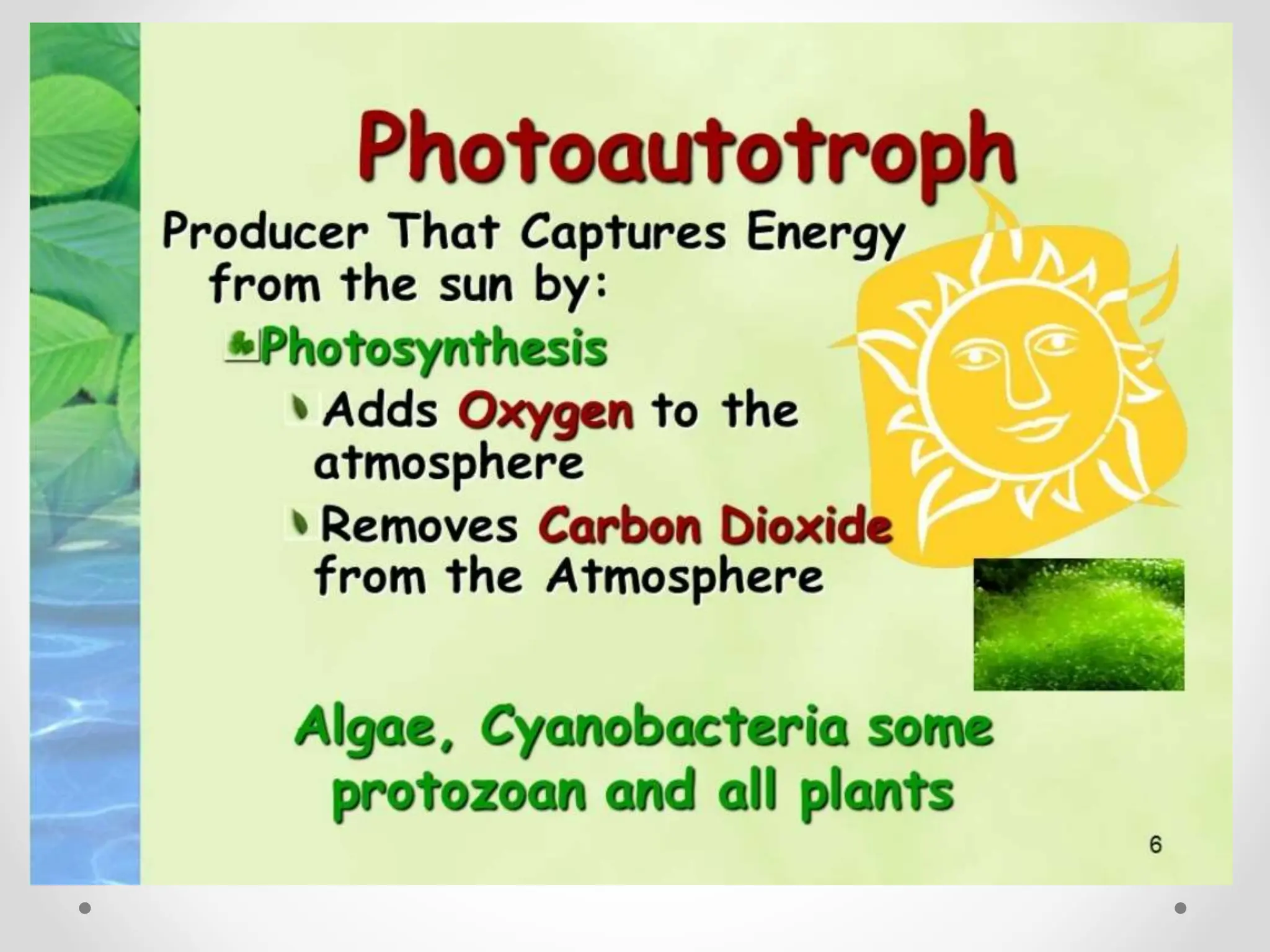 ecosystem_ppt for environment study by Scsmcoe | PPT