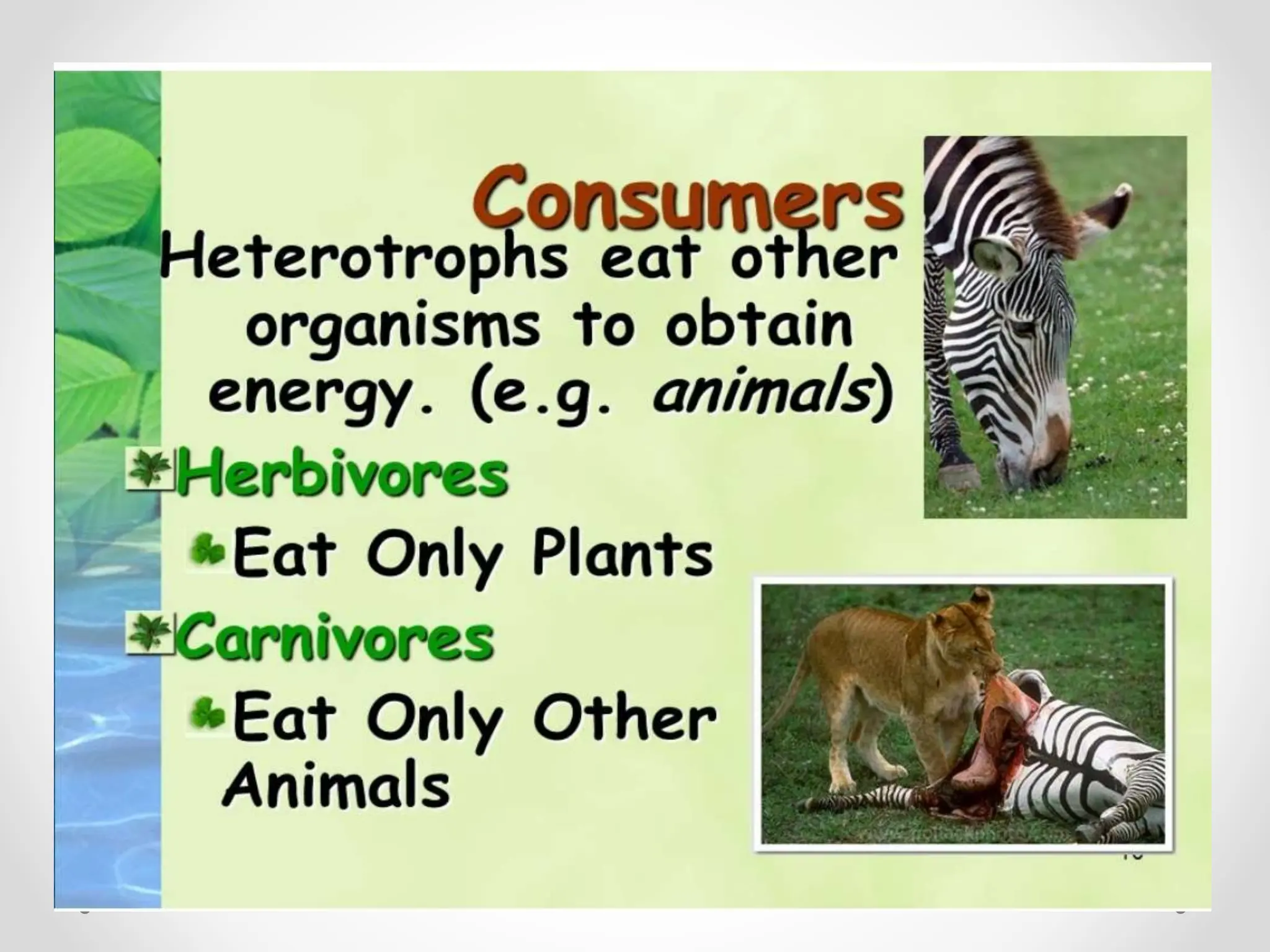 ecosystem_ppt for environment study by Scsmcoe | PPT