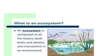 ecosystem concept of eco system,structure and function of ecosystem.pptx