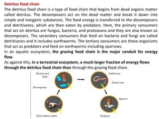 Ecosystem introduction, trophic levels can be represented by numbers | PDF