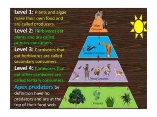 Ecosystem introduction, trophic levels can be represented by numbers | PDF