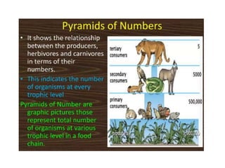 Ecosystem introduction, trophic levels can be represented by numbers | PDF