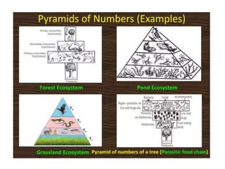 Ecosystem introduction, trophic levels can be represented by numbers | PDF