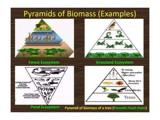 Ecosystem introduction, trophic levels can be represented by numbers | PDF