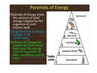 Ecosystem introduction, trophic levels can be represented by numbers | PDF