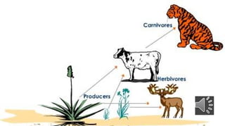Ecosystem. its structure and functions.. | PPTX