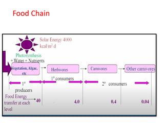 Ecosystem food chain food web biosphere.pptx