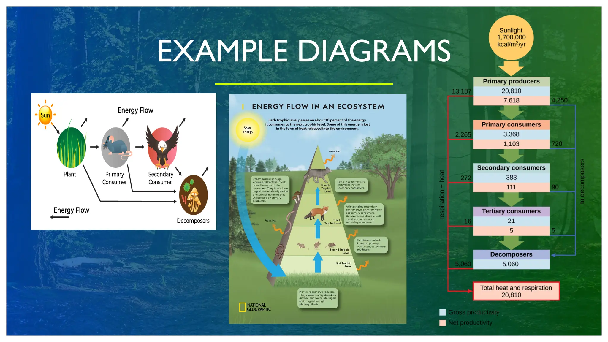 Ecosystem whole presentation for your studies | PPT
