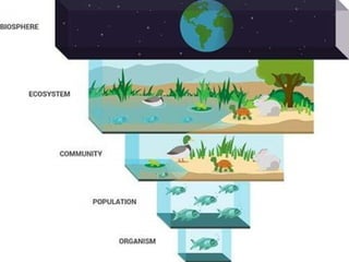 An ecosystem is a system comprised of living organisms (biotic factors ...