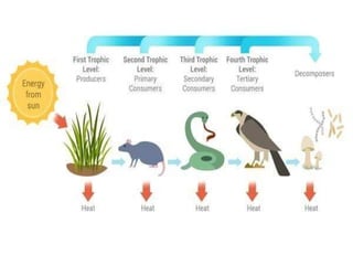 An ecosystem is a system comprised of living organisms (biotic factors ...