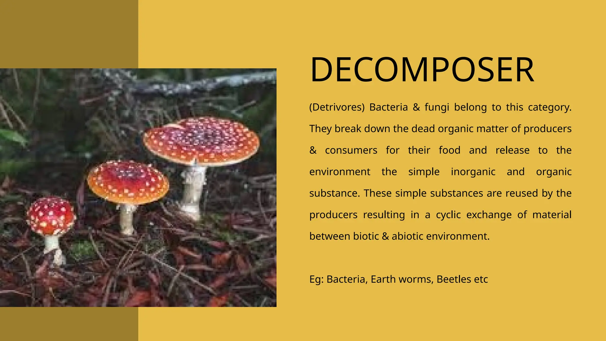 INTRODUCTION OF ECOSYSTEM (ENVIRONMENTAL SCIENCE).pptx